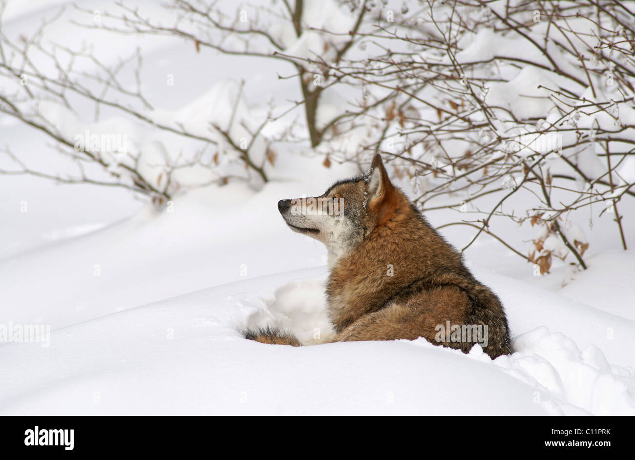 Wolf (Canis lupus) in the snow Stock Photo - Alamy