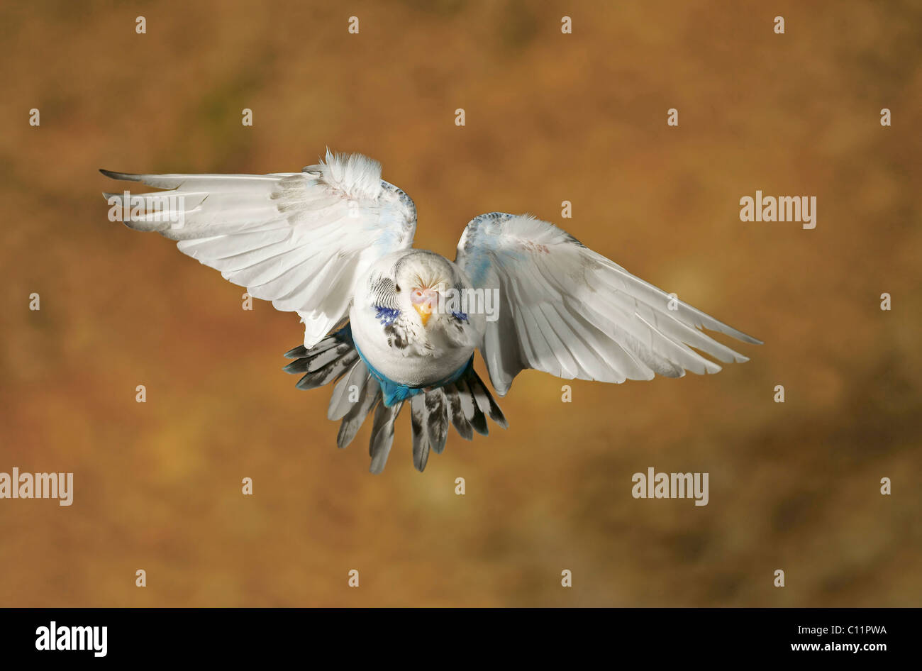 Budgie flying hi-res stock photography and images - Alamy