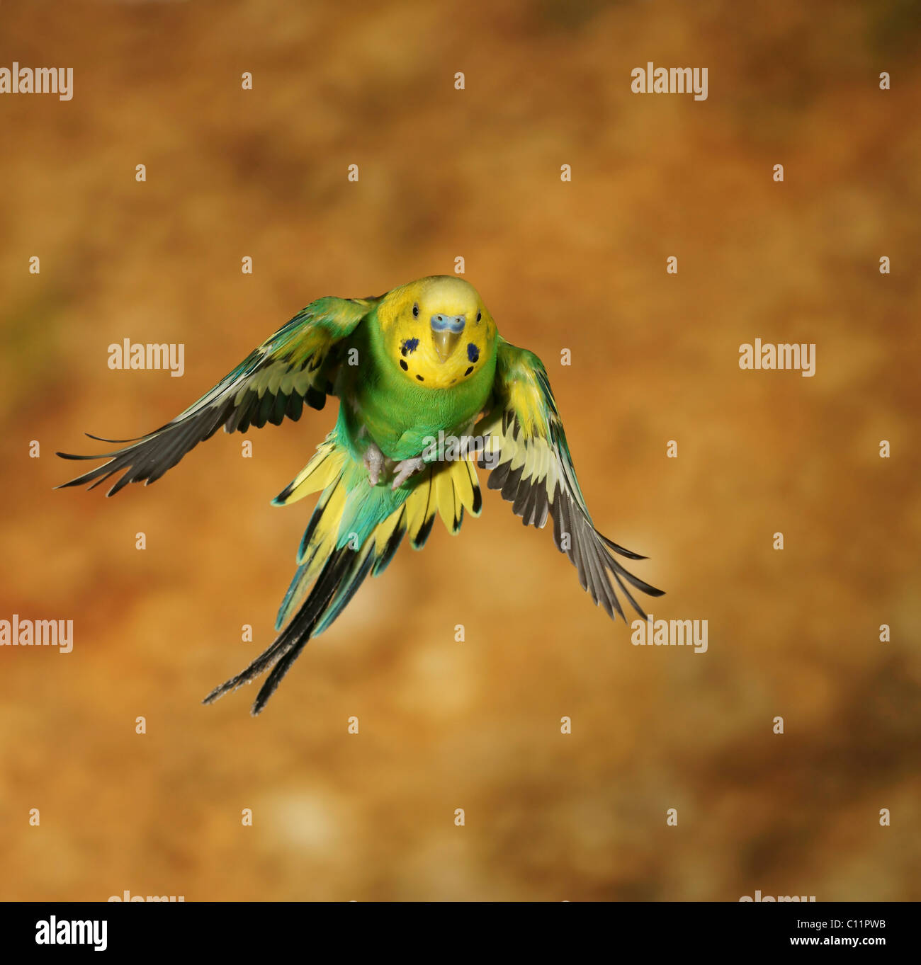 Budgerigar flying melopsittacus undulatus hi-res stock photography and ...
