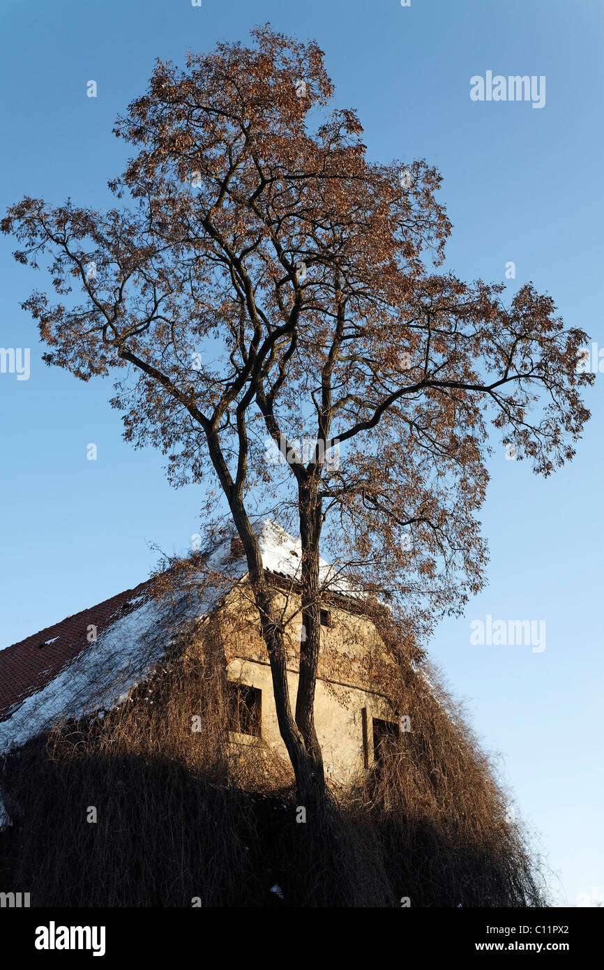 Old overgrown farm bizarre tree hi-res stock photography and images - Alamy