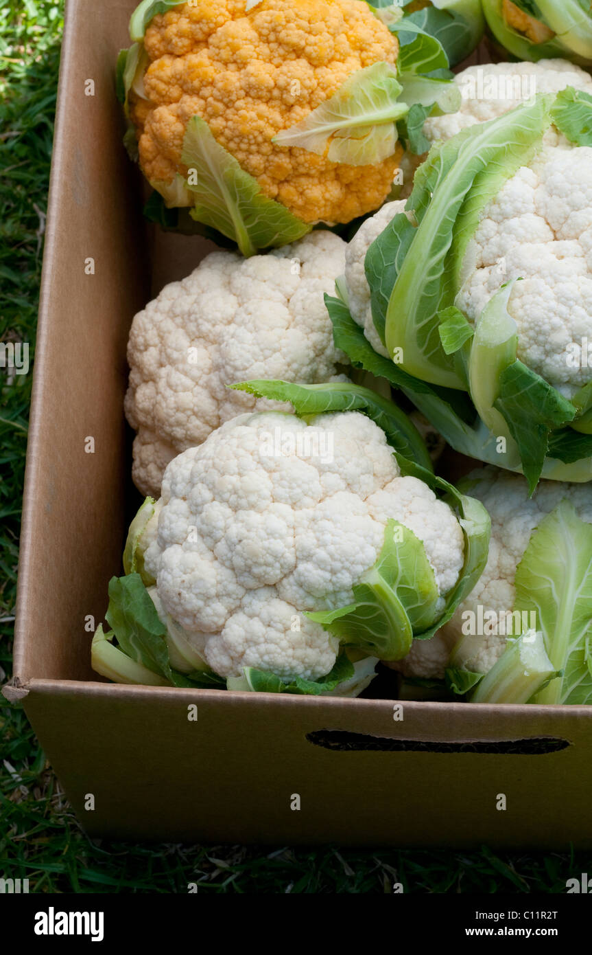 Cauliflower in a box Stock Photo - Alamy