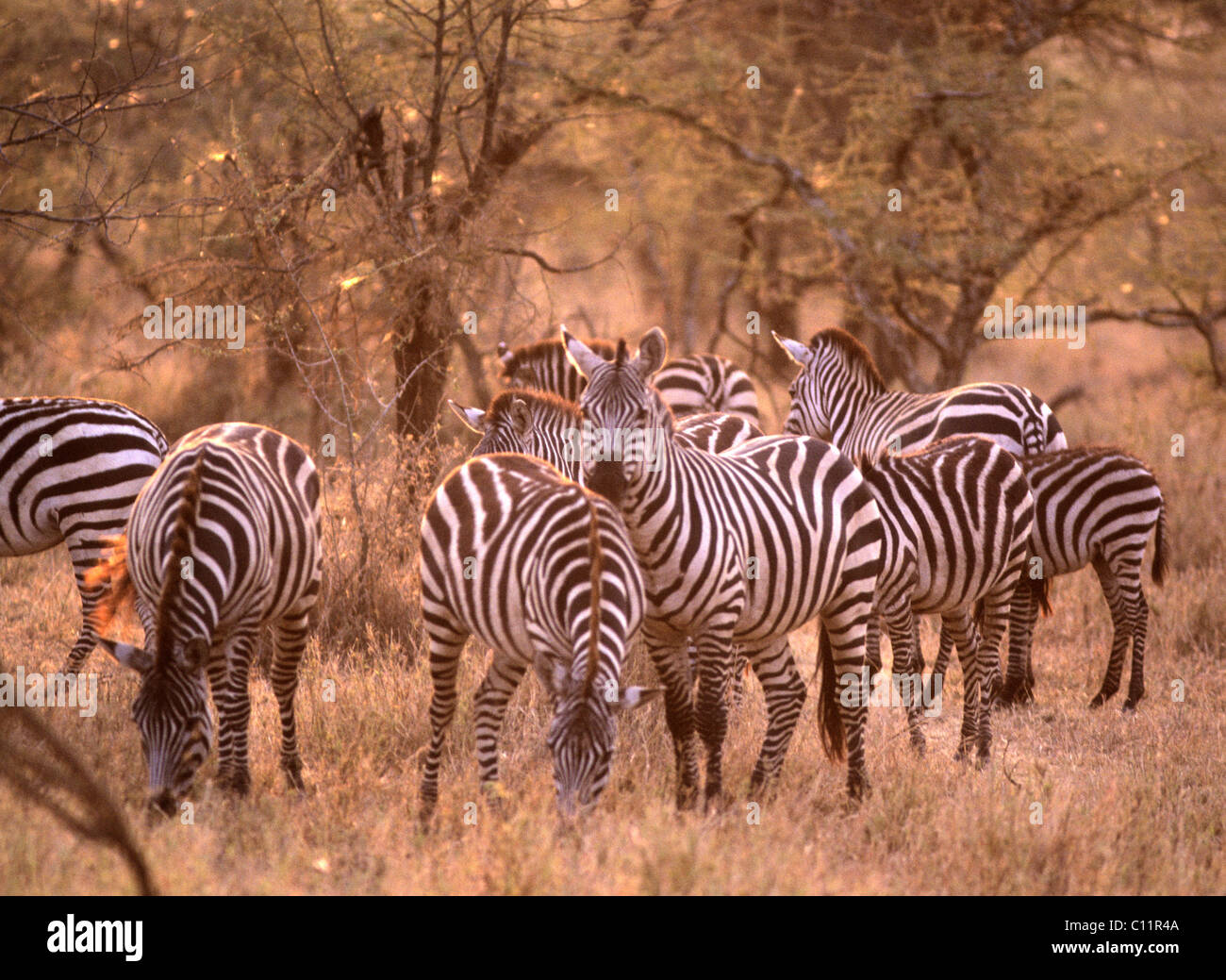 Selous Zebra High Resolution Stock Photography and Images - Alamy