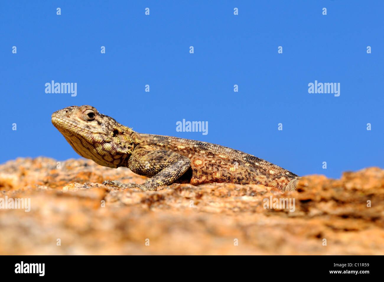 Female agama hi-res stock photography and images - Alamy