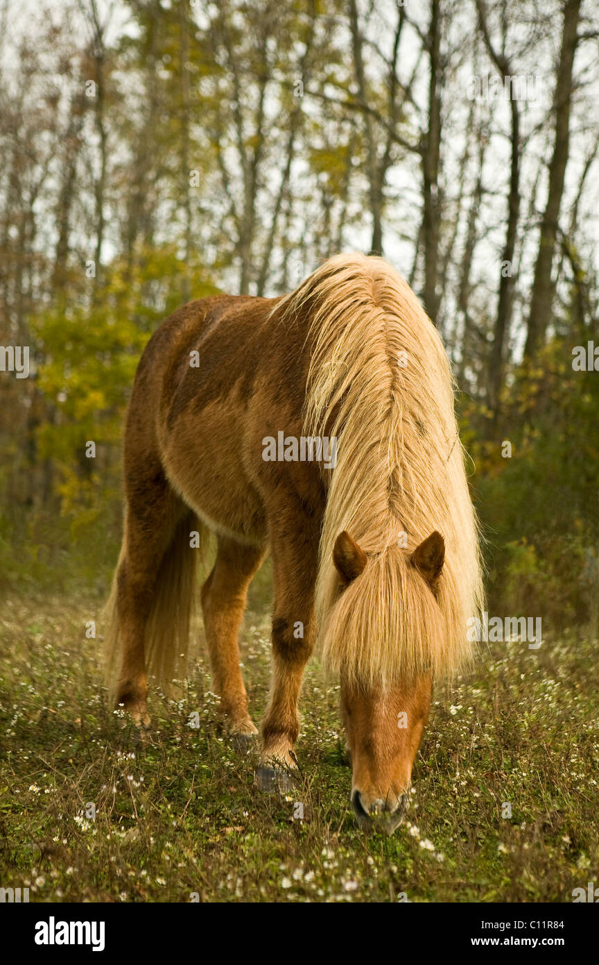 Icelandic mare grazing upstate new york Stock Photo - Alamy