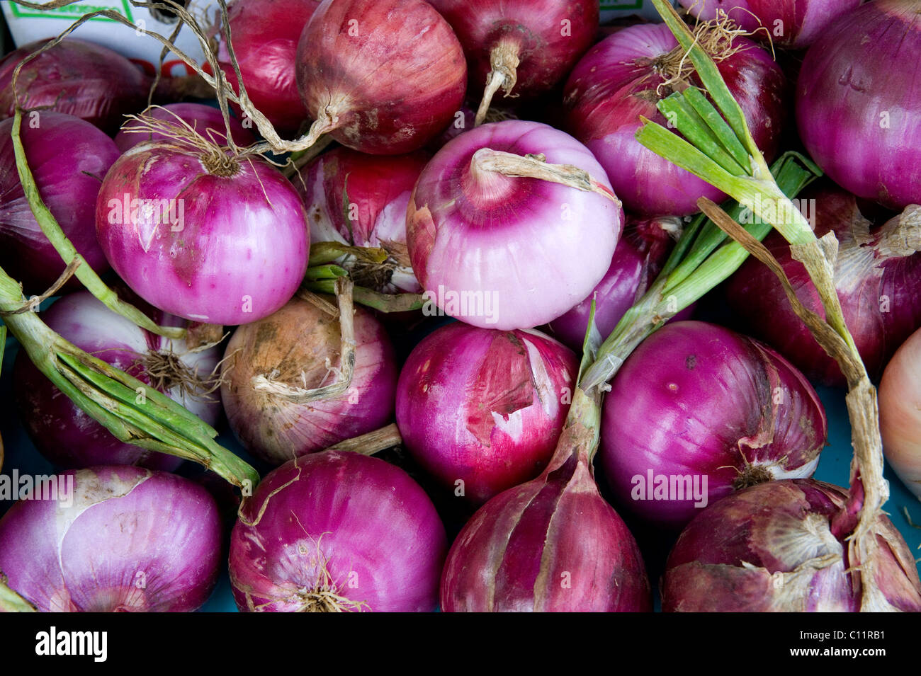 fresh purple spring onions Stock Photo - Alamy