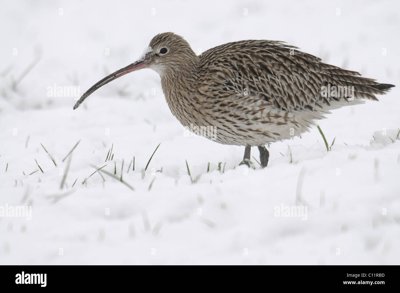 Eurasian Curlew (Numenius arquata) in snow Stock Photo - Alamy