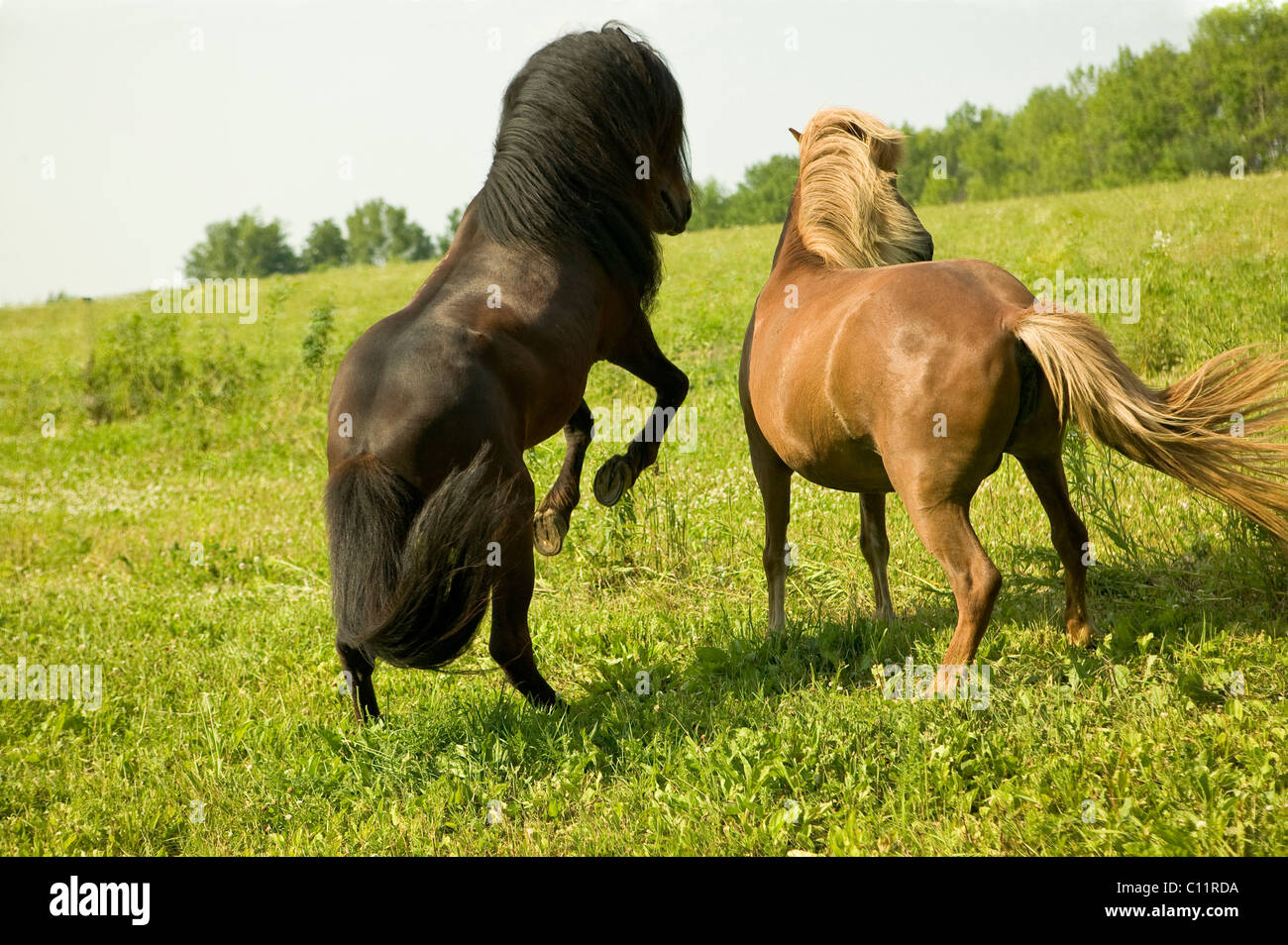 Mare And Stallion Mating Hi res Stock Photography And Images Alamy Mare And Stallion Mating Hi res Stock Photography And Images Alamy
