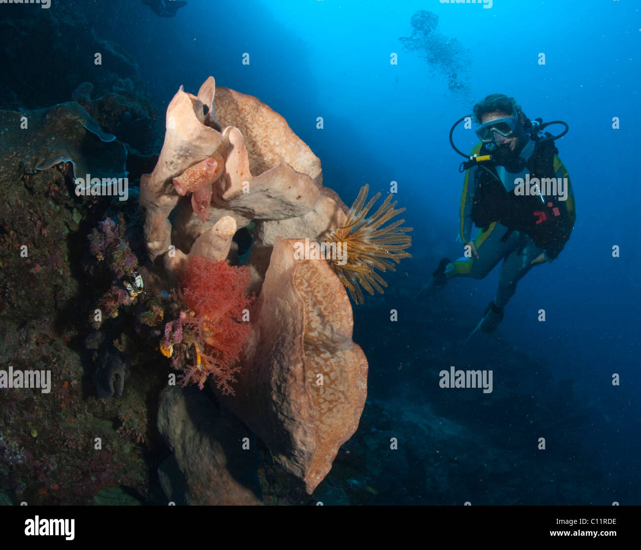Scuba-diver watching a Sponge Stock Photo - Alamy
