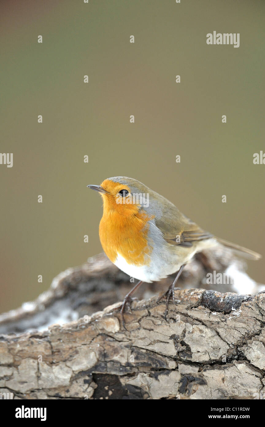 Robin (Erithacus rubecula Stock Photo - Alamy