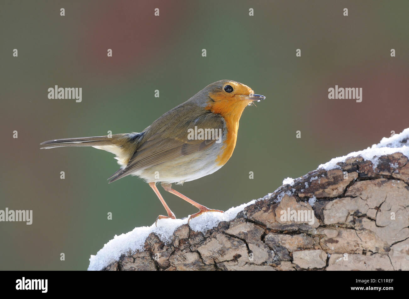 Erithacus rubecula side view hi-res stock photography and images - Alamy