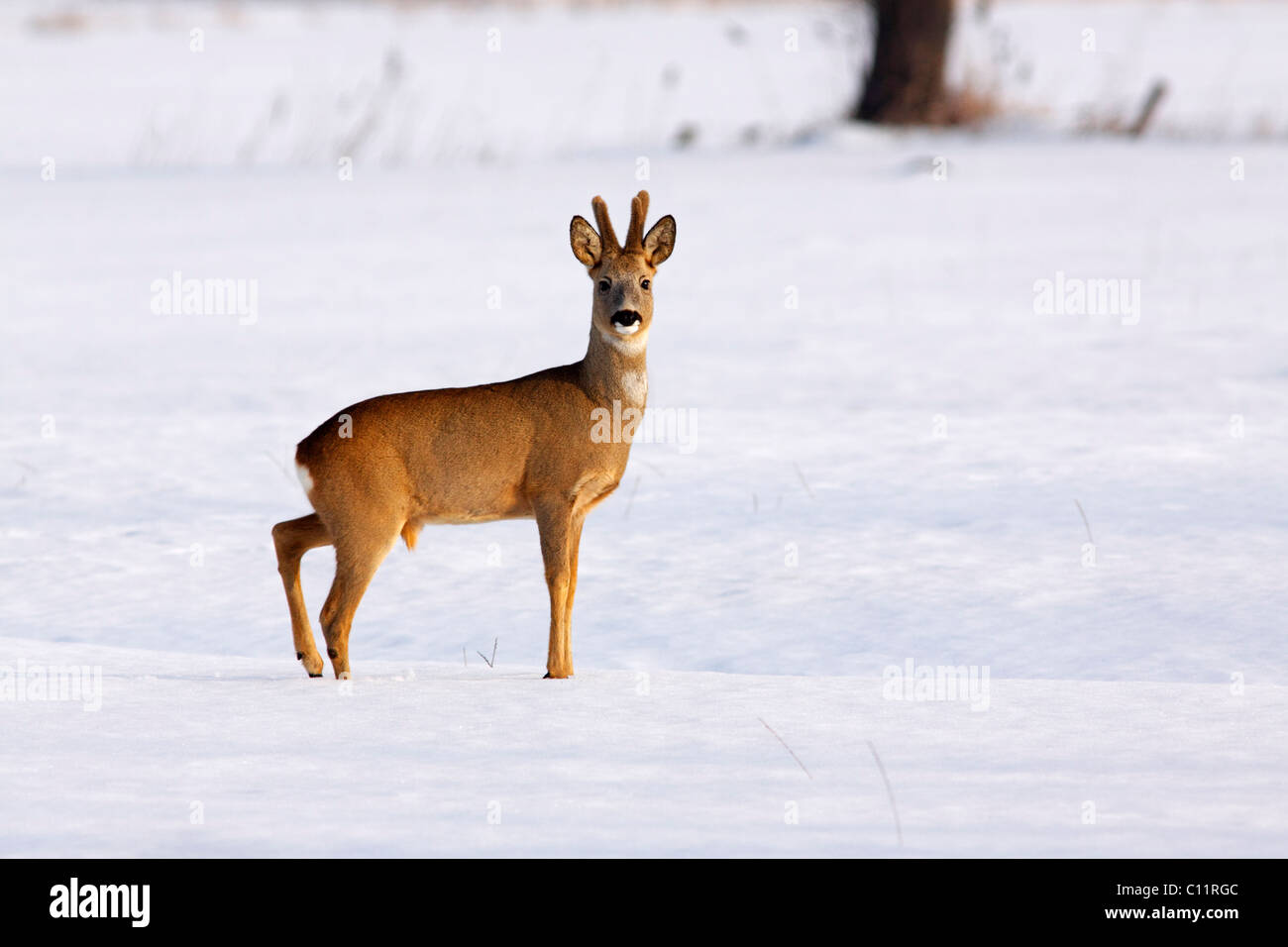 European roe buck hi-res stock photography and images - Alamy