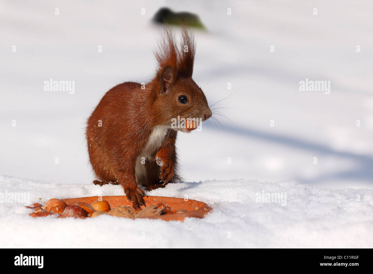 Photo Of A Red Squirrel Eating High Resolution Stock Photography and ...