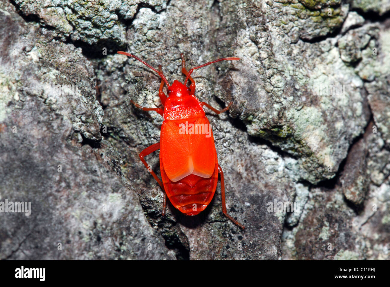 Firebug (Pyrrhocoris apterus), nymph on the trunk of a Linden tree ...