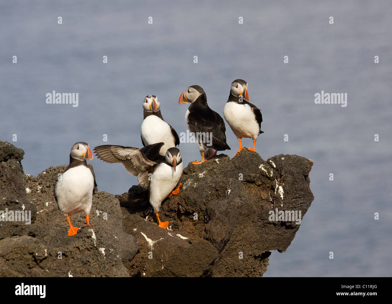 Atlantic Puffins (Fratercula arctica), Westman Islands, Iceland, Europe ...