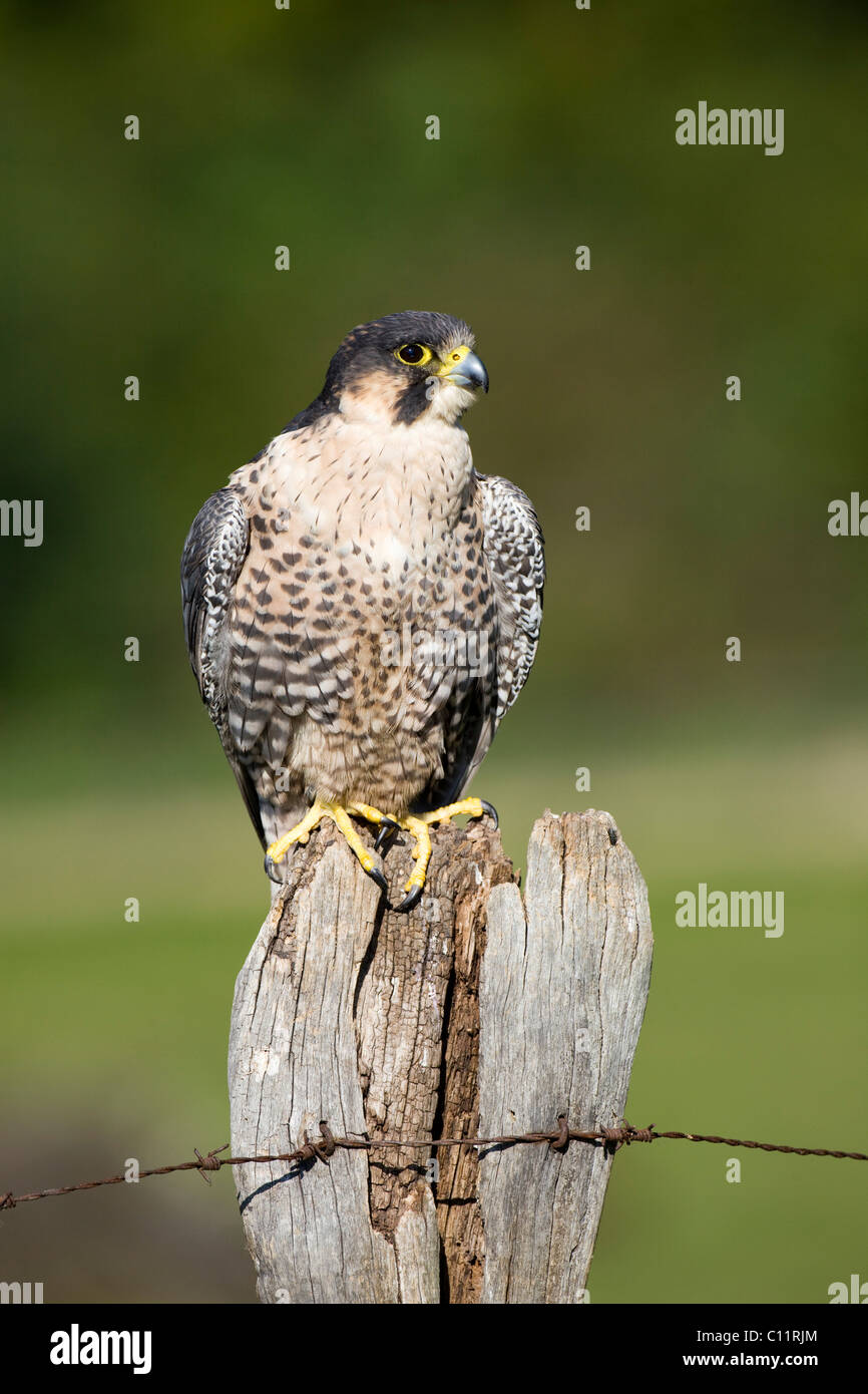 Peregrine Falcons (Falco peregrinus) on a fence post, Vulkan Eifel ...