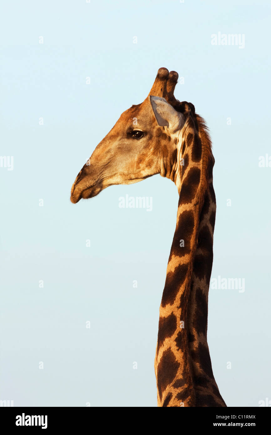 Giraffe cut out hi-res stock photography and images - Alamy
