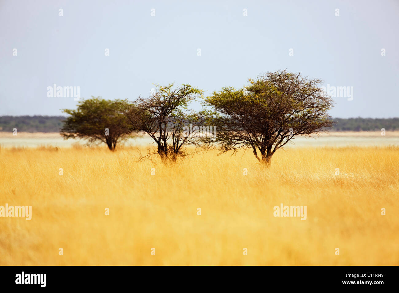 Prairie acacia hi-res stock photography and images - Alamy