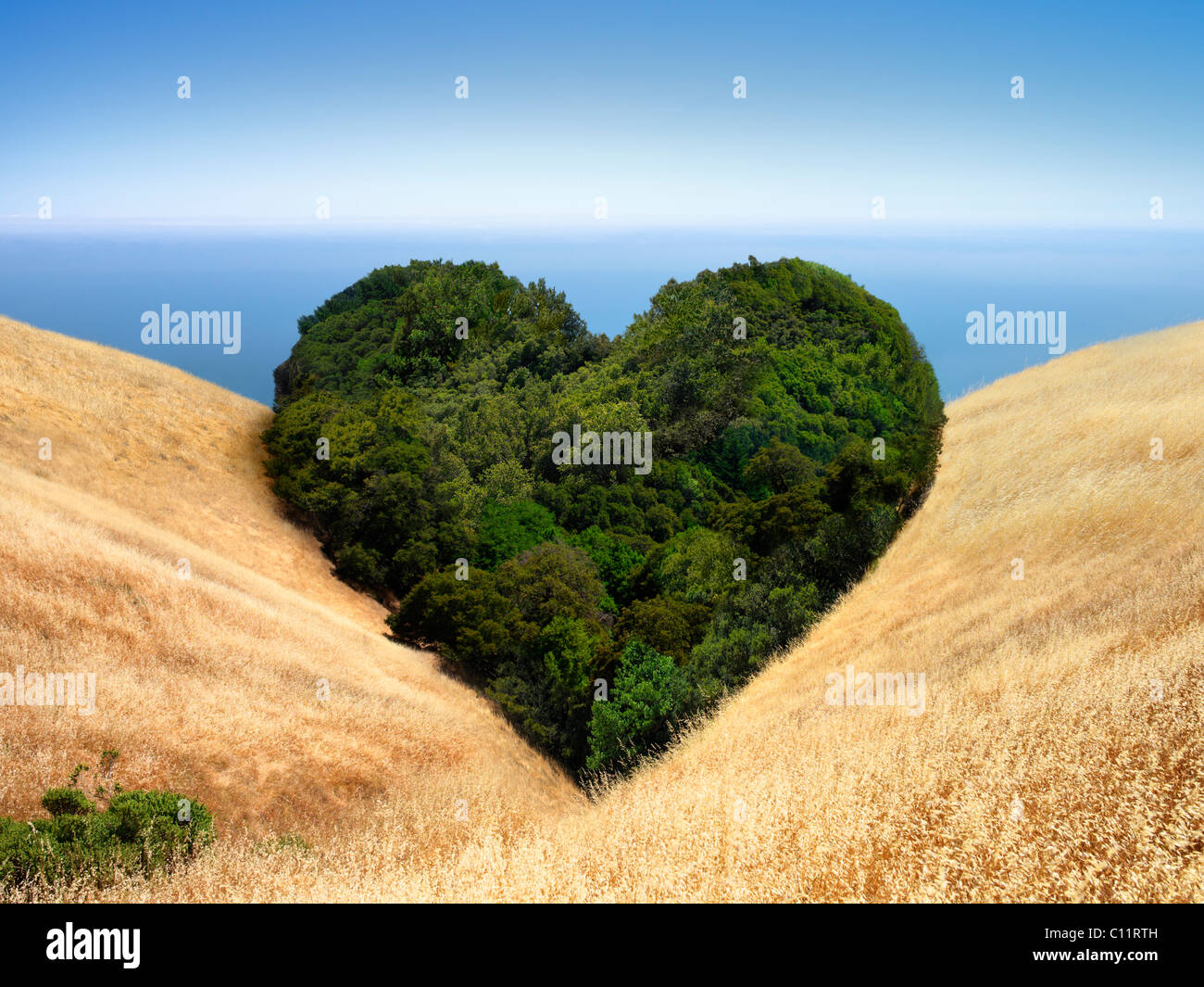 Landscape of trees in field that form the shape of a heart Stock Photo ...