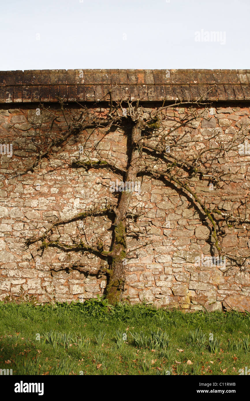 Fruit tree trained into espalier growing against wall at Knightshayes ...