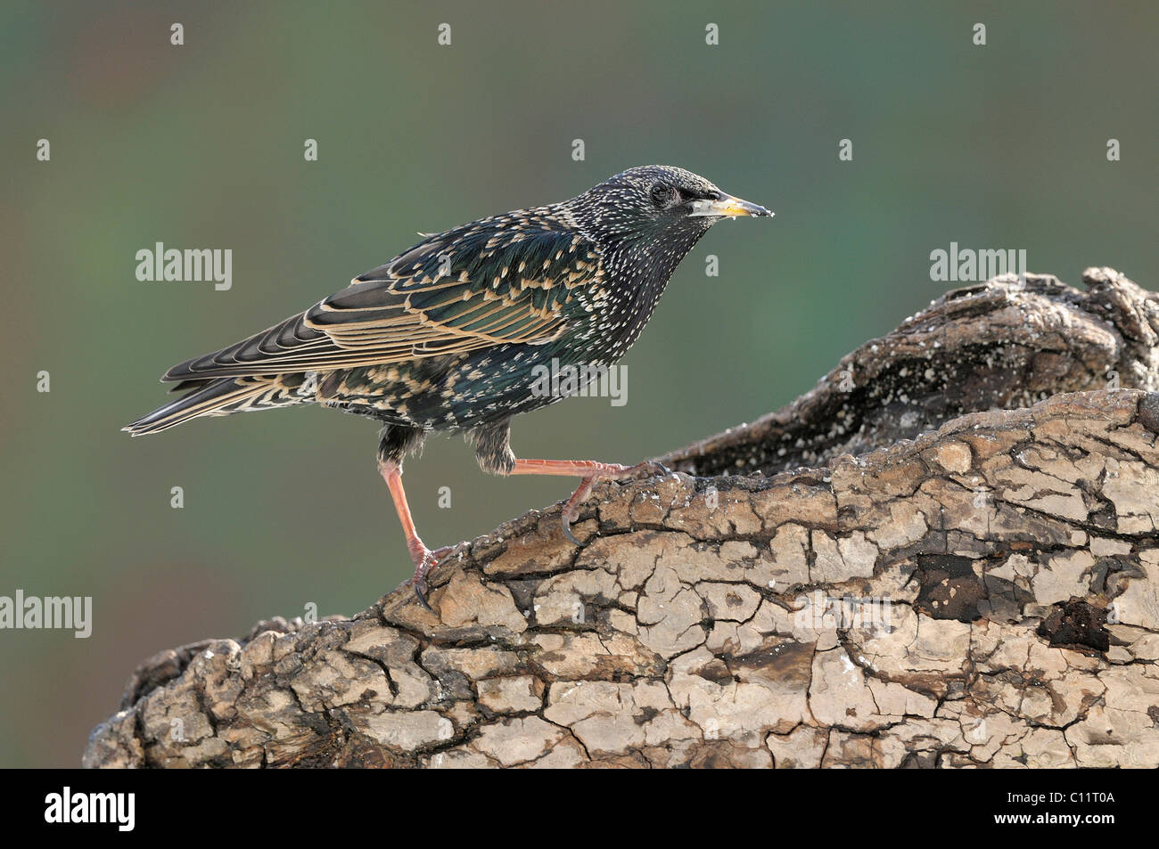 Starling (Sturnus vulgaris Stock Photo - Alamy
