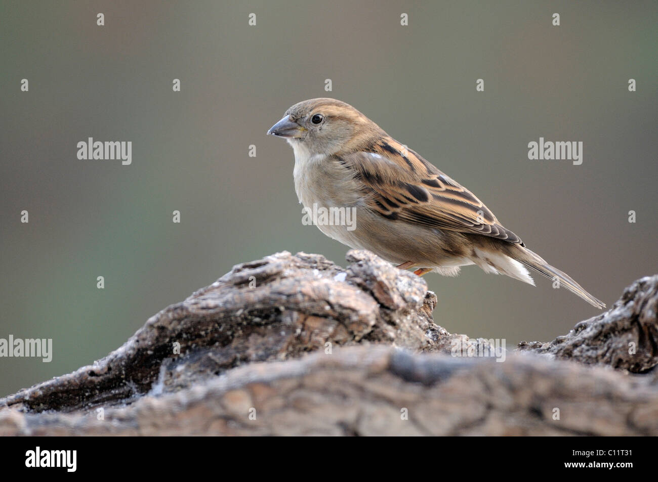 Female tree sparrow hi-res stock photography and images - Alamy