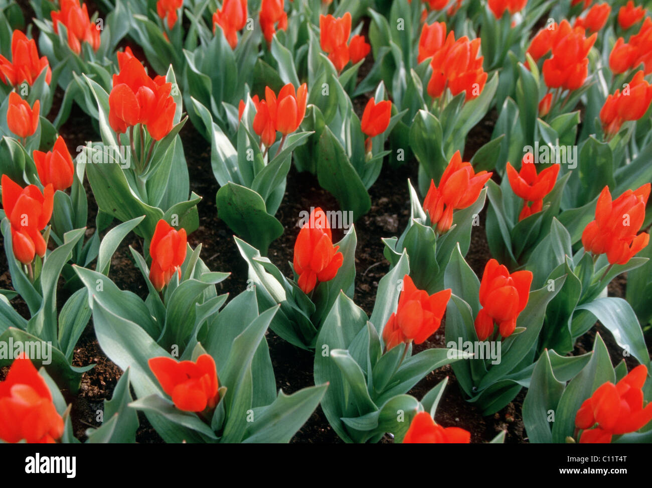 Tulipa praestans 'fusilier' hi-res stock photography and images - Alamy