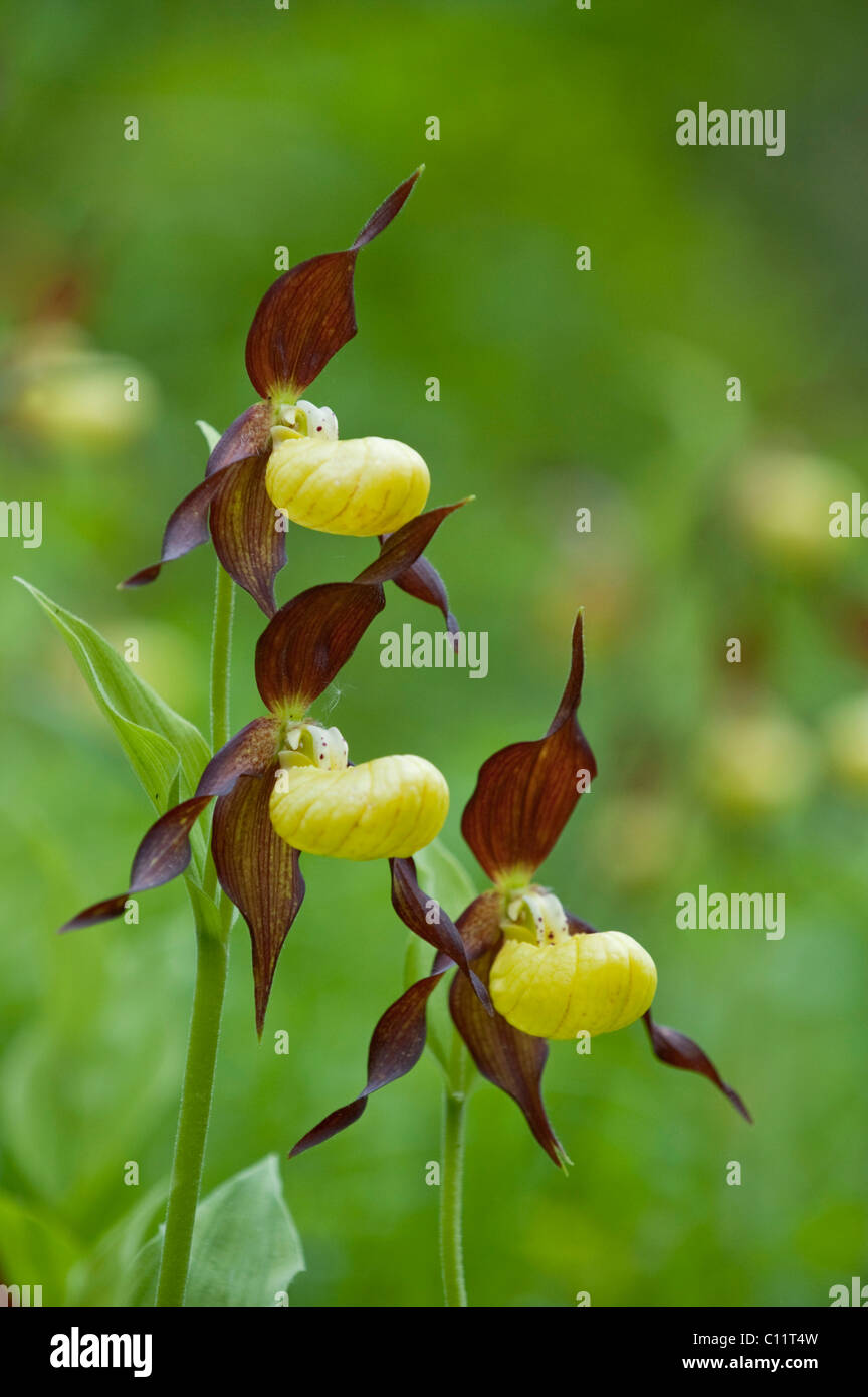 Lady's Slipper Orchid (Cypripedium calceolus Stock Photo - Alamy
