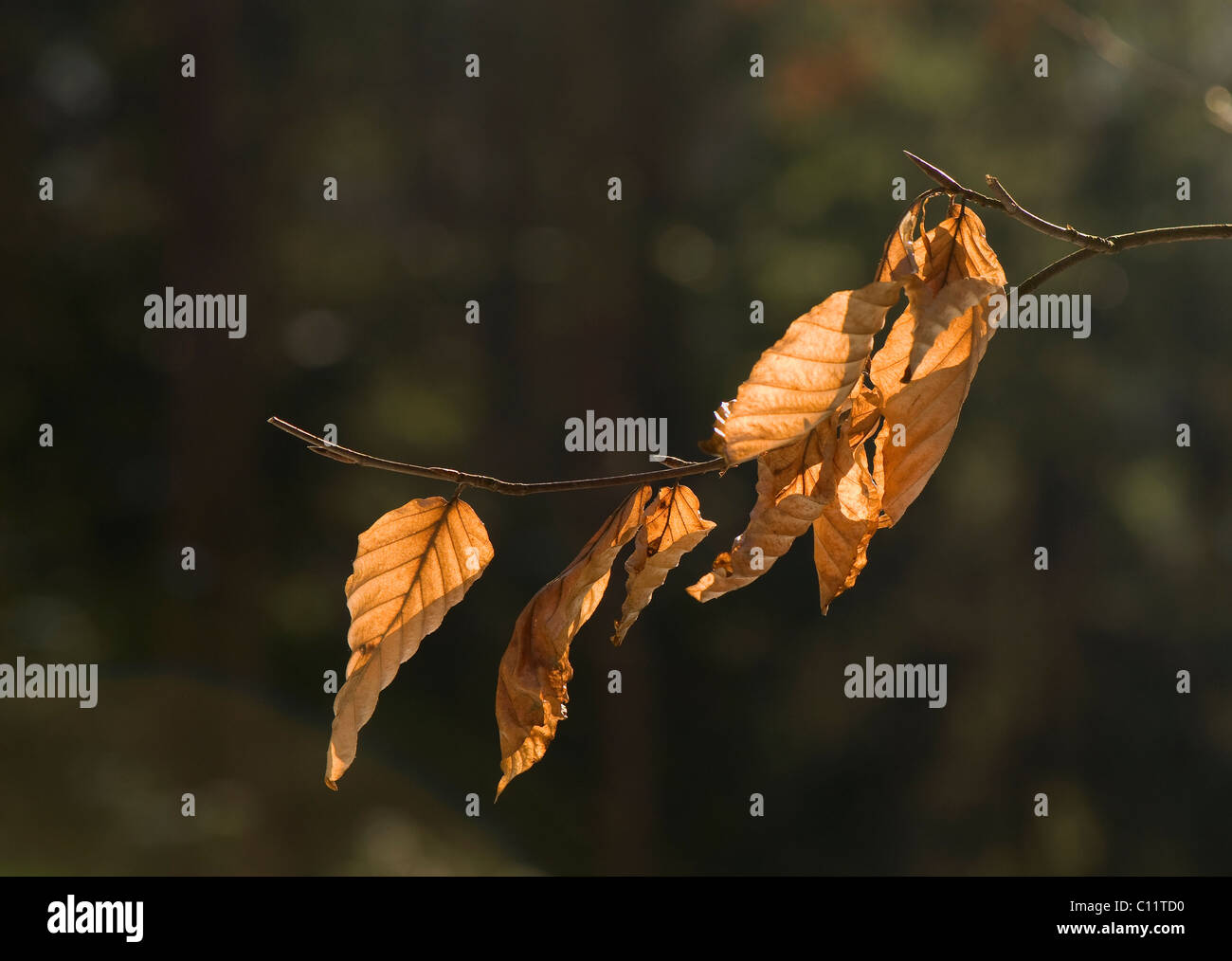 Red beech leaf white background hi-res stock photography and images - Alamy