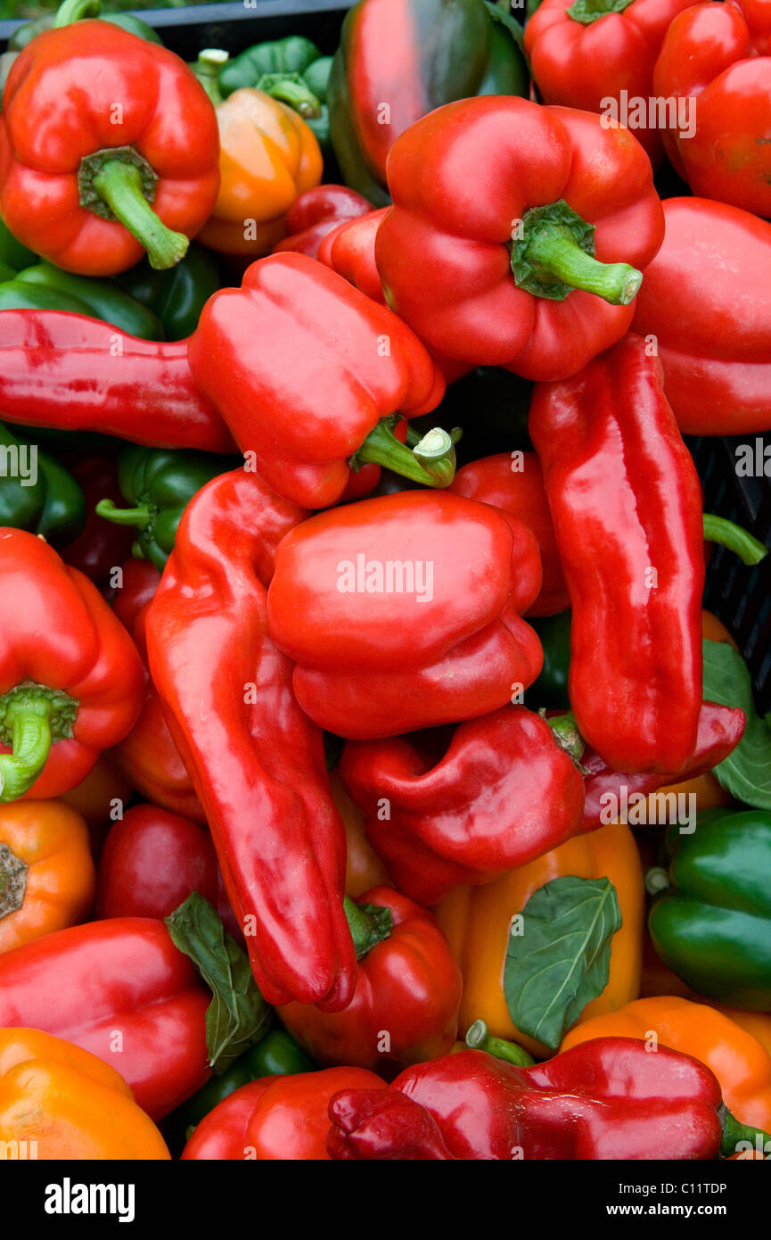 Capsicum peppers hi-res stock photography and images - Alamy