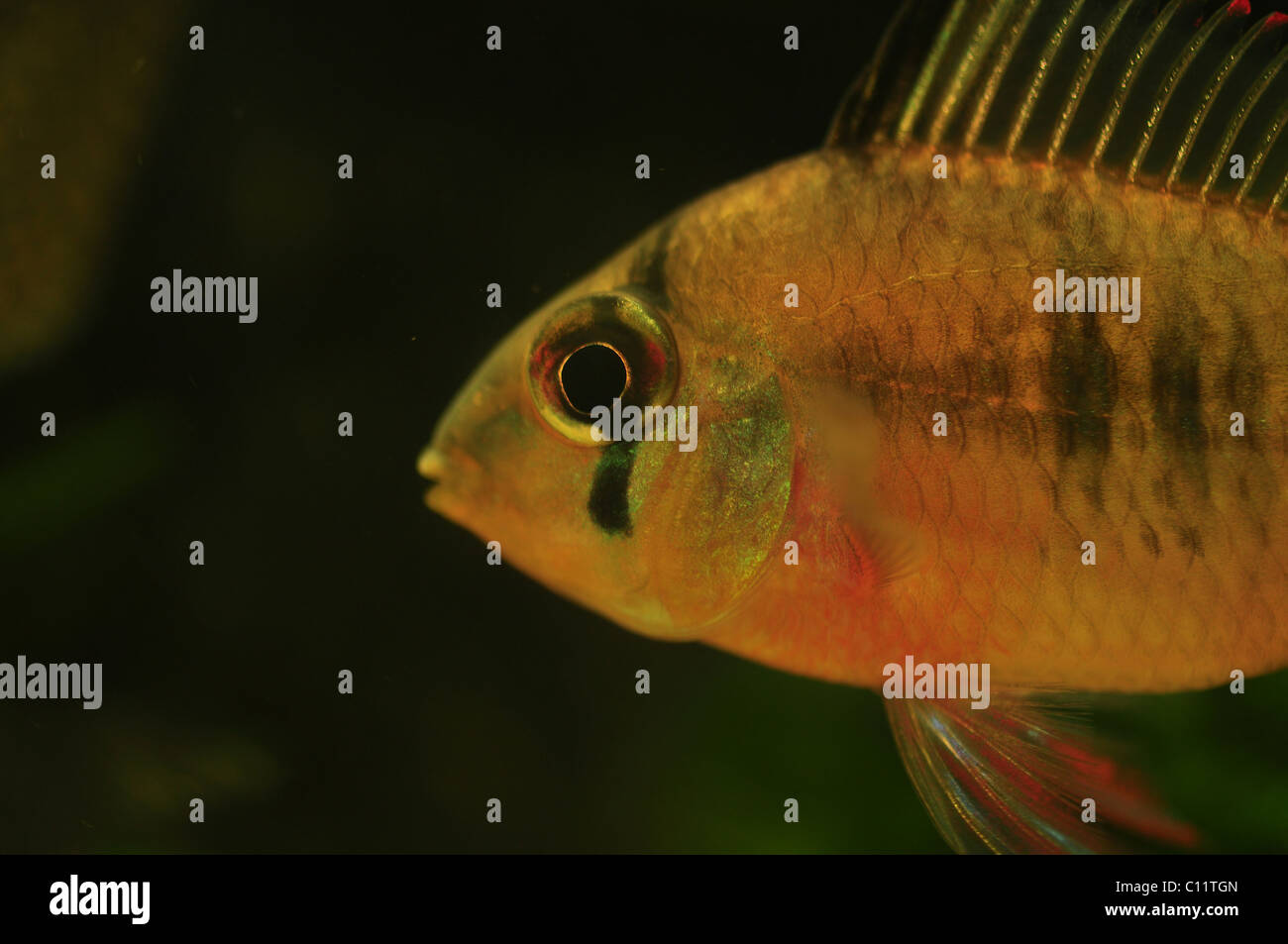 Bolivian - Microgeophagus altispinosus Stock Photo - Alamy