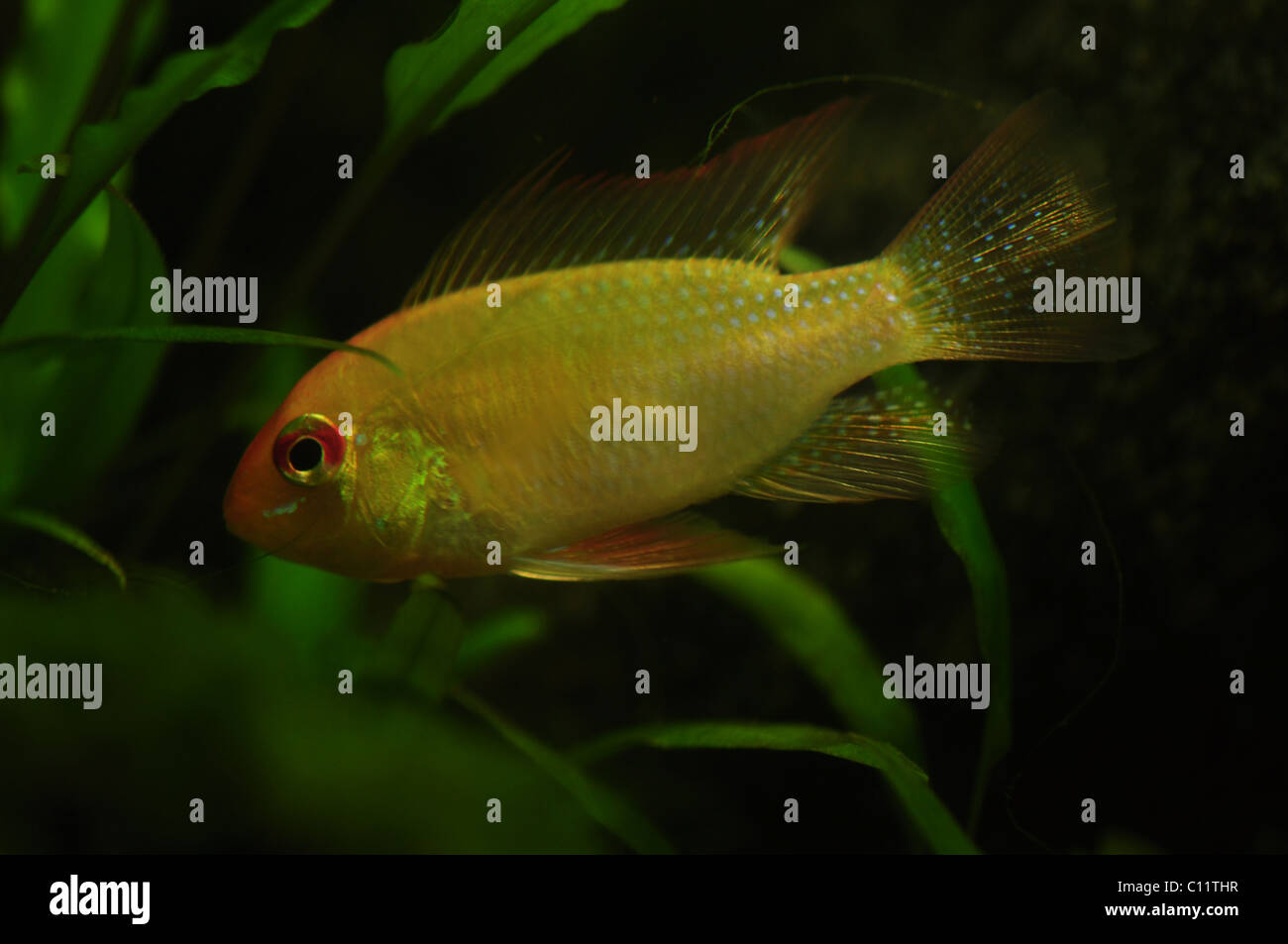 Ramirez - Microgeophagus ramirezi Stock Photo - Alamy