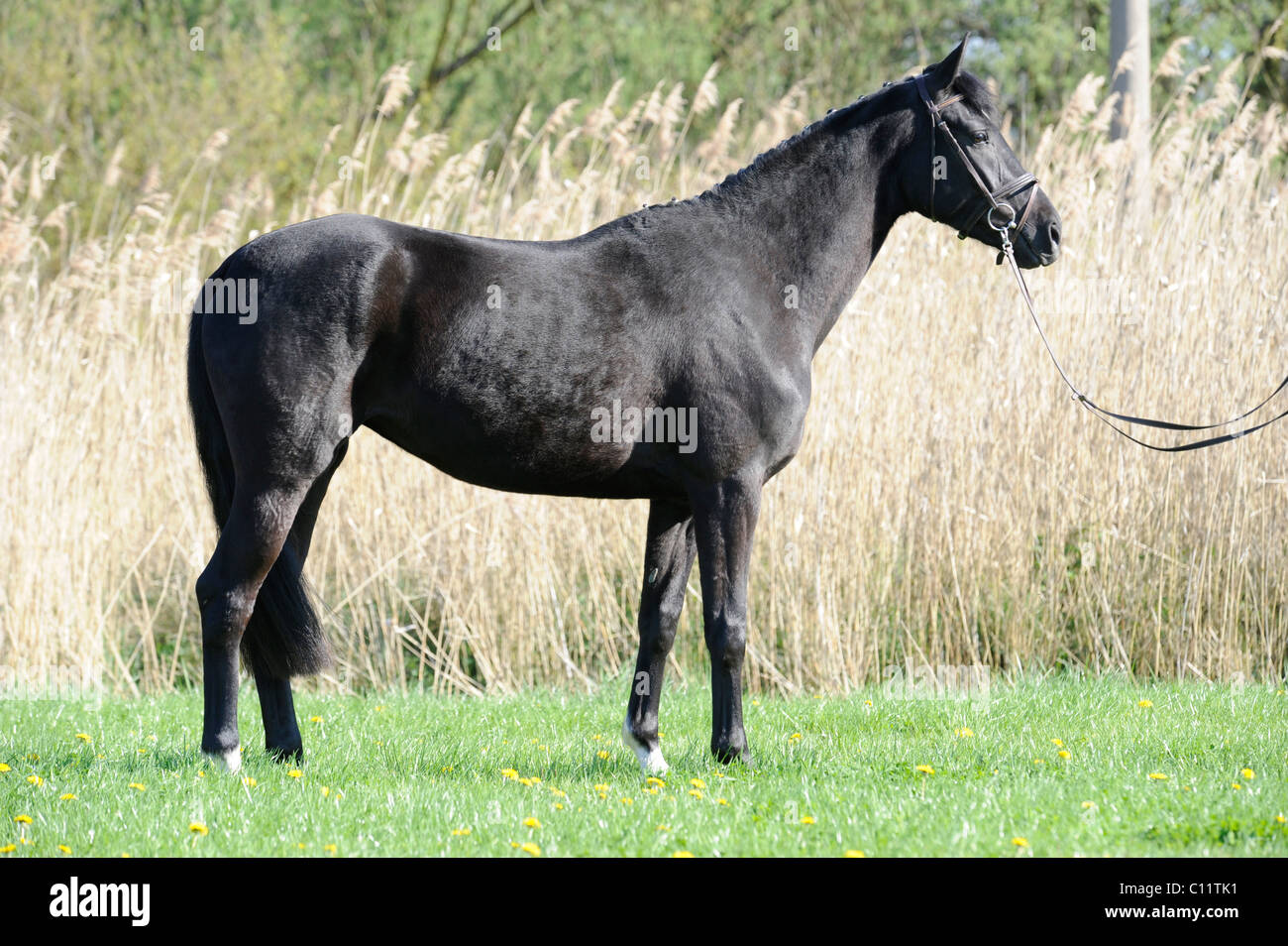German horse hi-res stock photography and images - Alamy