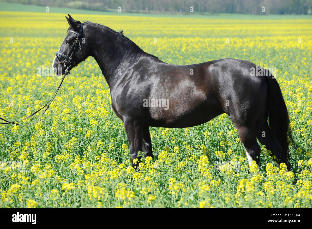 Heavy Warmblood, mare, stallion, in a canola field, standing Stock ...