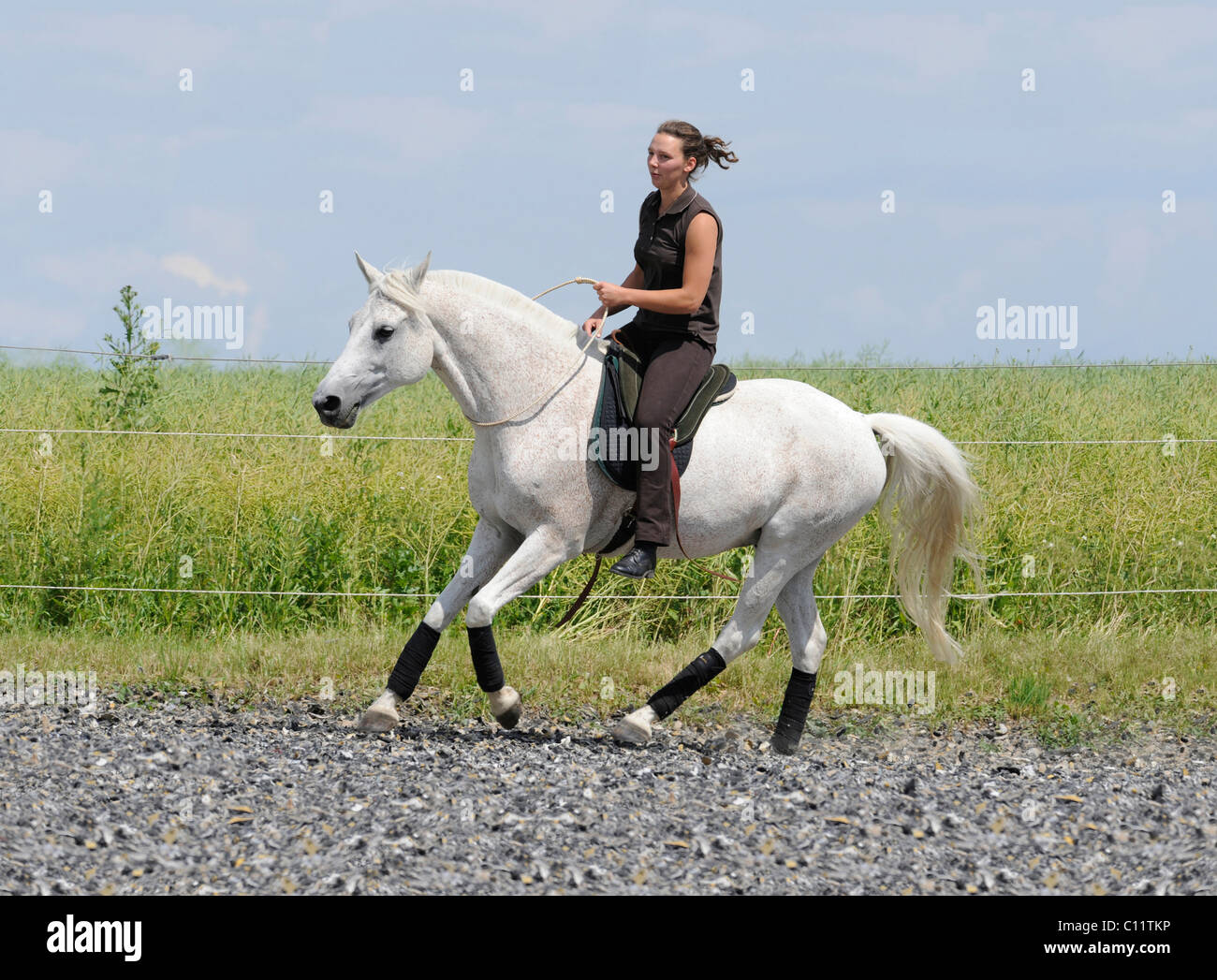 Rider, young woman with Partbred Arabian, riding with a neck ring ...