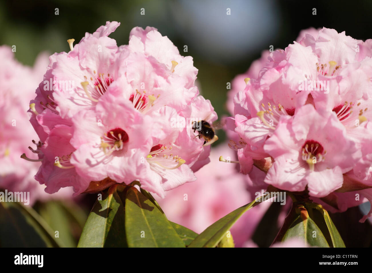 Pale pink rhododendron Garden of Lanhydrock House NT Bodmin Cornwall UK ...