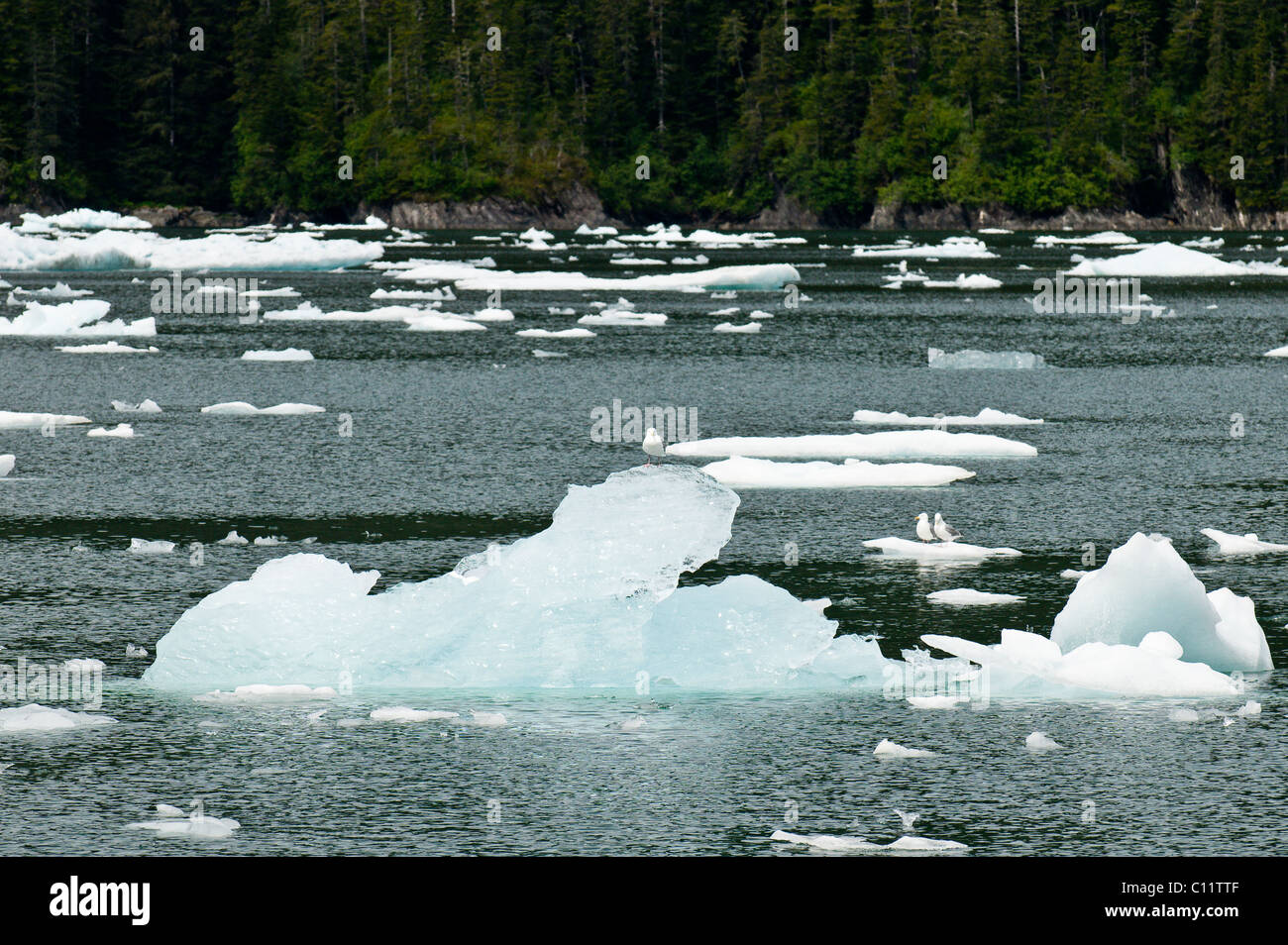 Glacier blue ice iceberg in LeConte Bay, Southeast Alaska Stock Photo ...