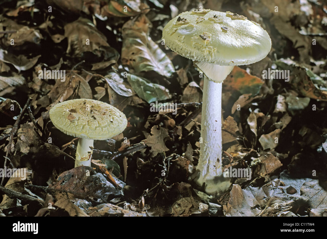 False death cap, or Citron amanita (Amanita citrina Stock Photo - Alamy