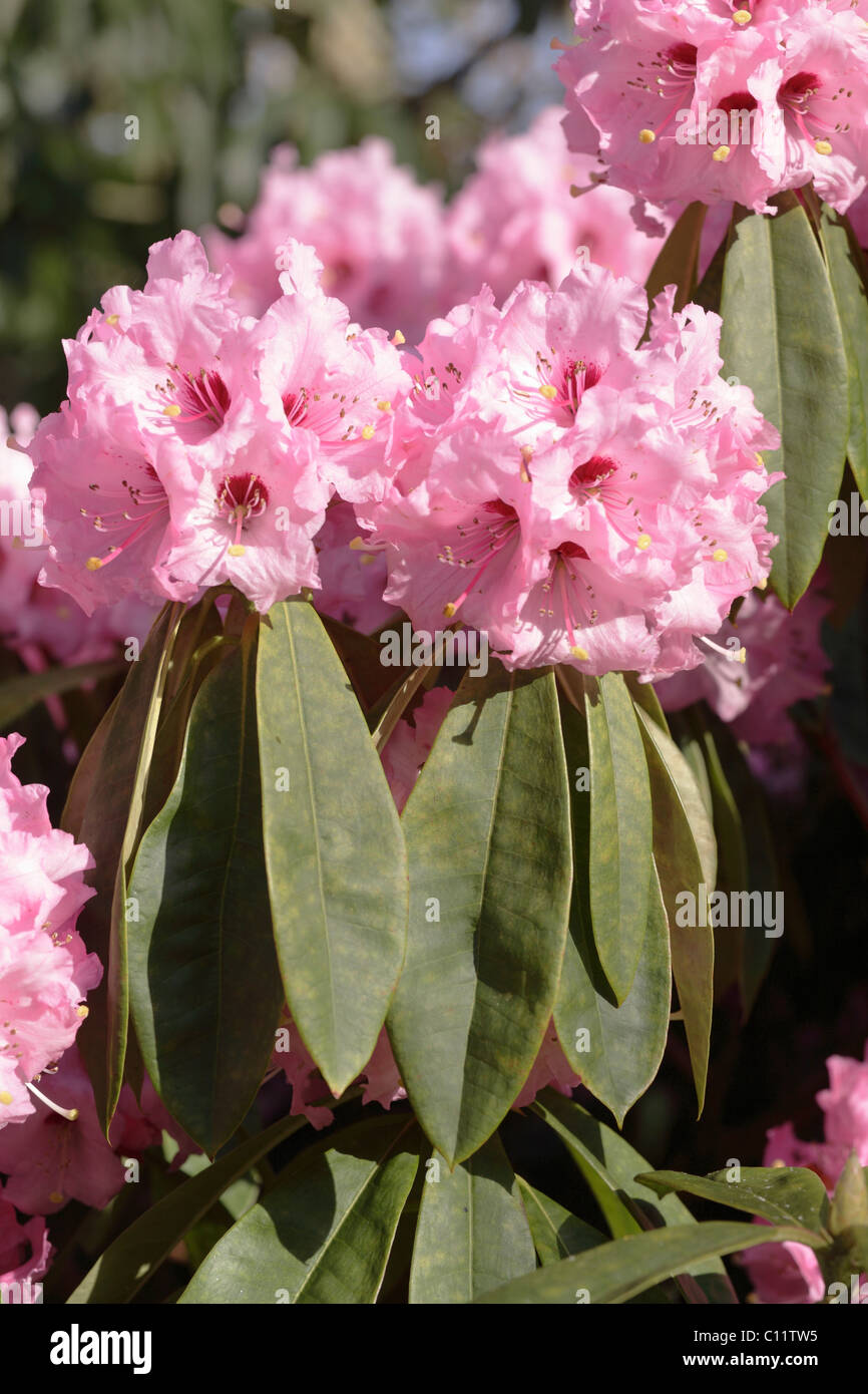 Pale pink rhododendron Garden of Lanhydrock House NT Bodmin Cornwall UK ...