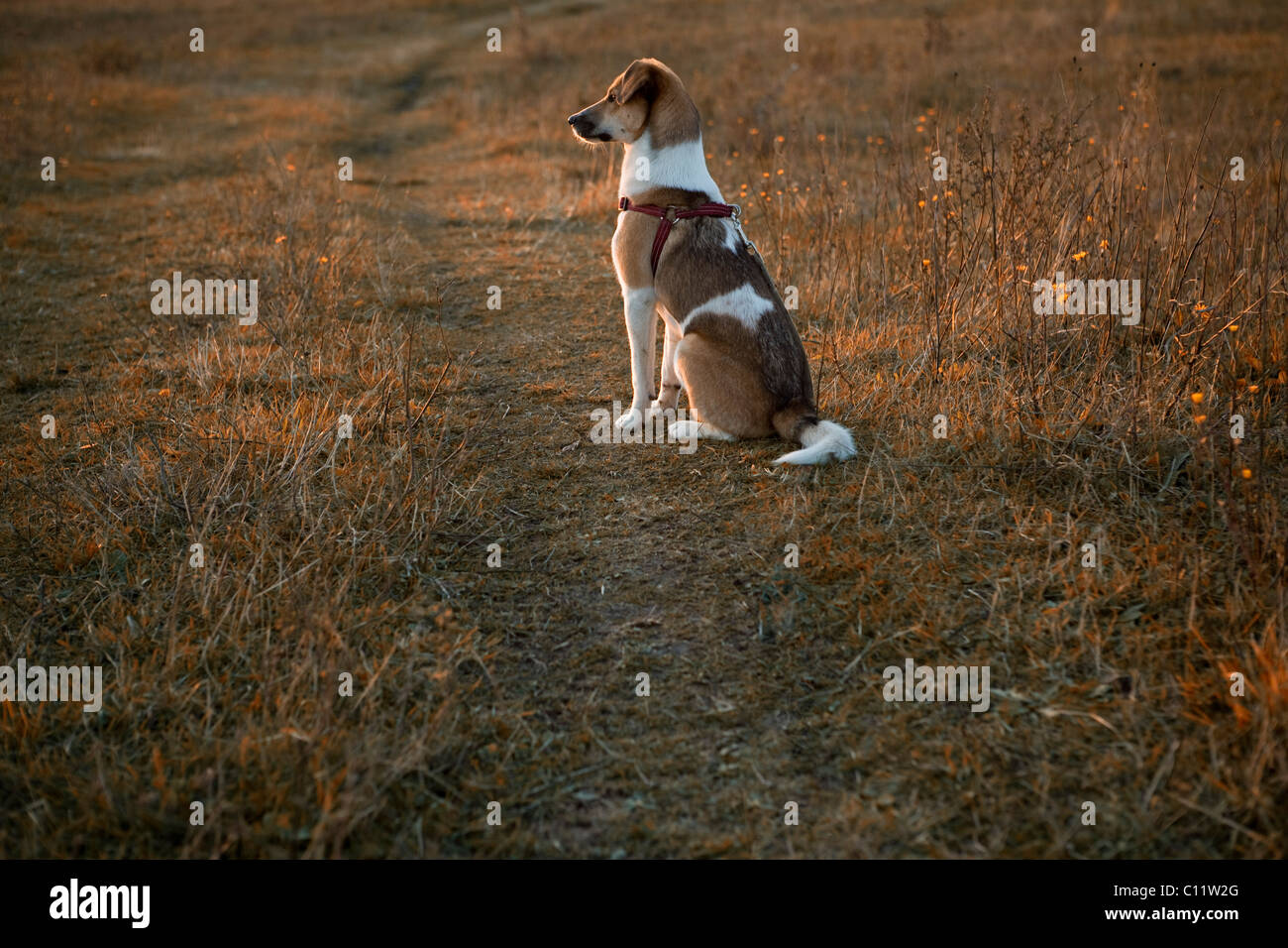 Dog sitting in an open field Stock Photo - Alamy