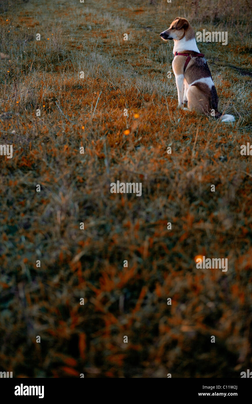 Dog sitting in an open field Stock Photo - Alamy