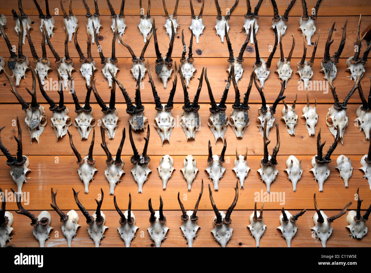 Collection of antlers hi-res stock photography and images - Alamy