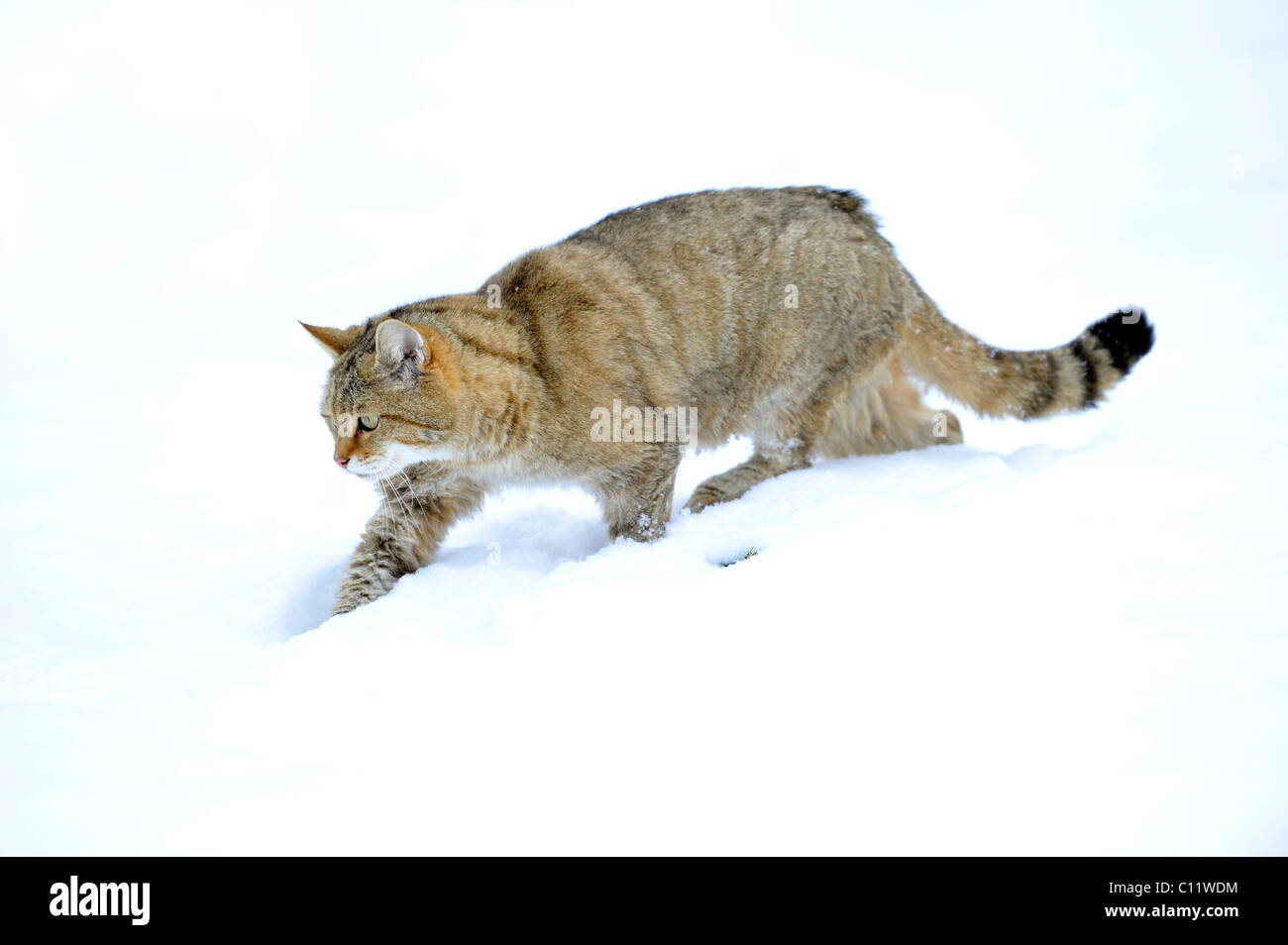 Big cats on the prowl hi-res stock photography and images - Alamy