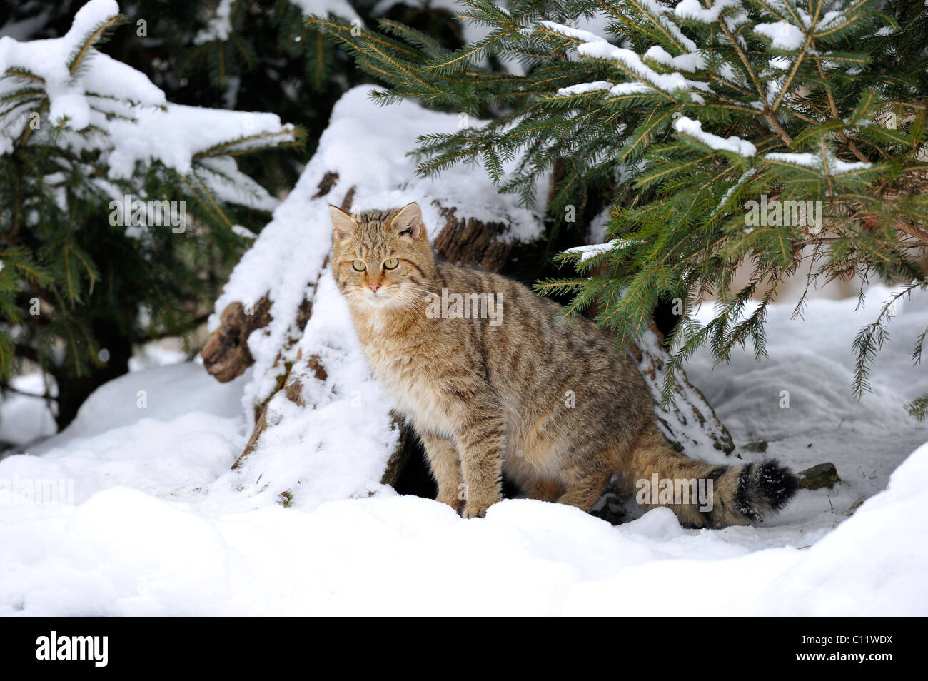Wildcat (Felis silvestris) in winter Stock Photo - Alamy