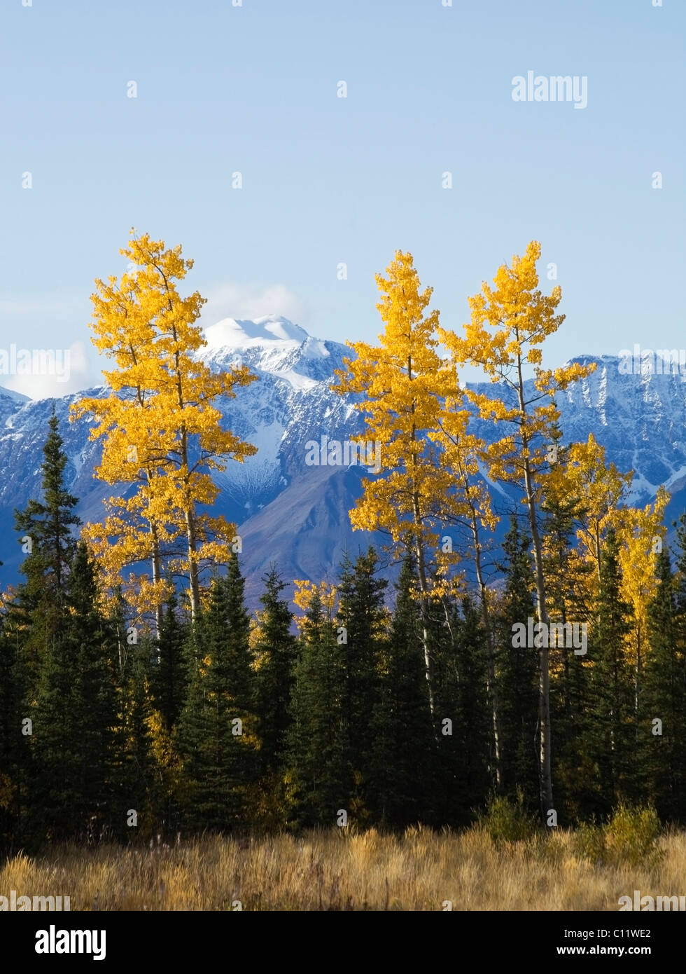 Indian Summer along Alaska Highway, Trembling Aspen Trees, Quaking ...