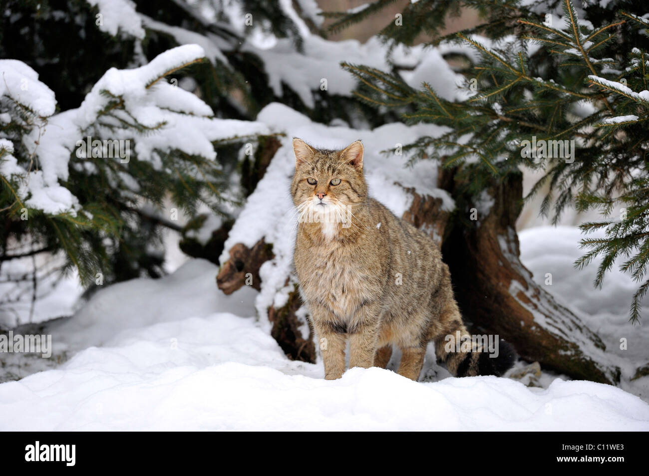 Wildcat (Felis silvestris) in winter Stock Photo - Alamy