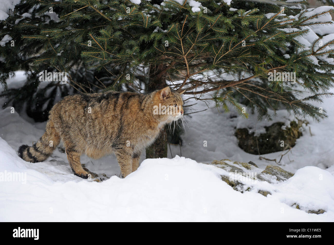 Wildcat (Felis silvestris) in winter, in front of den Stock Photo - Alamy