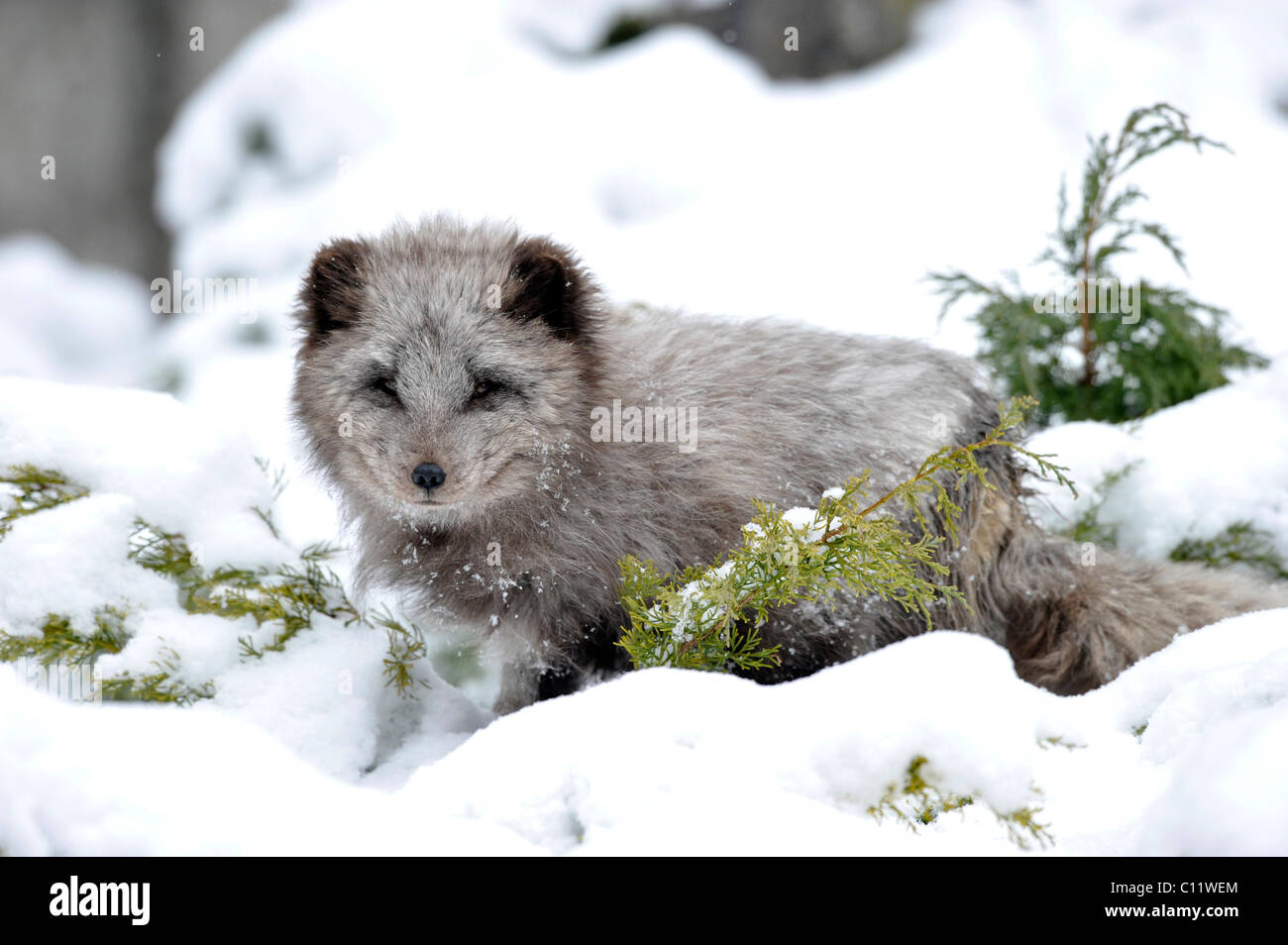 Arctic fox (Alopex lagopus Stock Photo - Alamy
