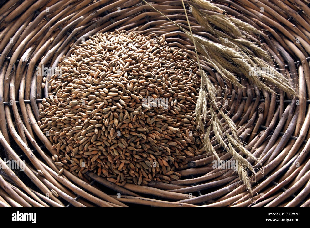 Rye (Secale cereale) with spikes in a wicker plate Stock Photo - Alamy