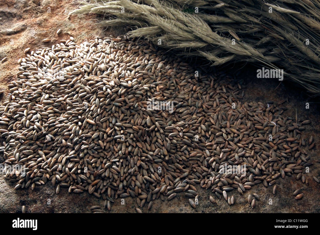 Rye (Secale cereale) with spikes on a slab Stock Photo - Alamy