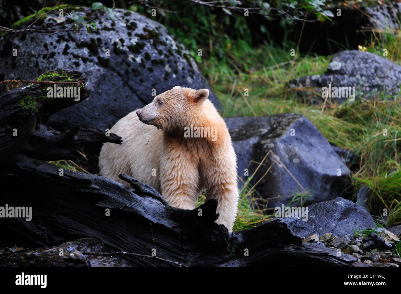 American black bear (Ursus americanus) with white fur, known as Spirit ...